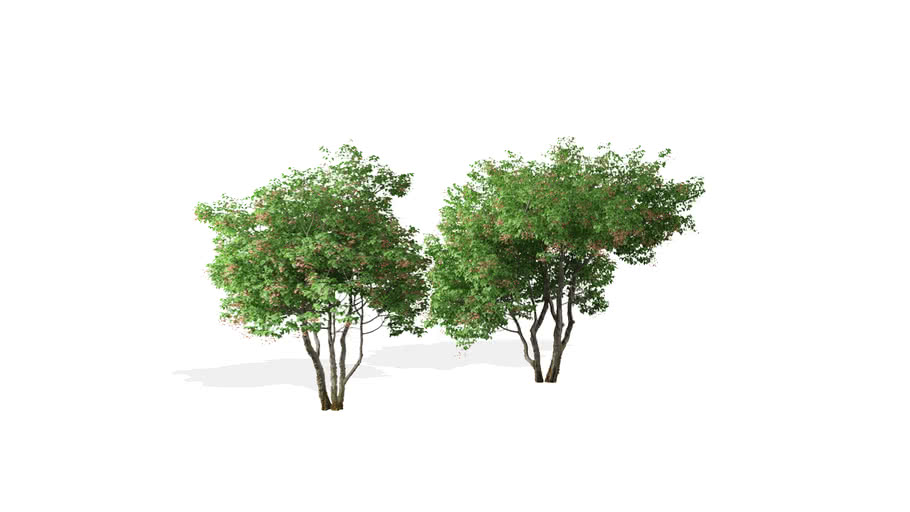 Acer Tartarian - Titarian Maple Trees | 3D Warehouse