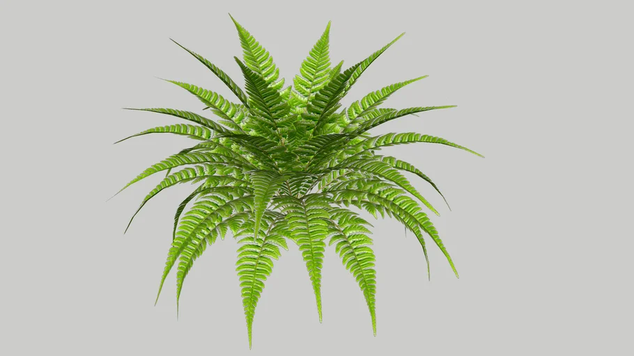 3D Fern spreading very realistic | 3D Warehouse