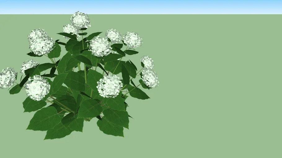 hydrangea white | 3D Warehouse