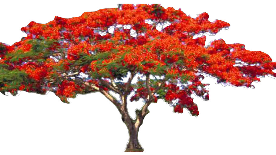 Gulmohar tree | 3D Warehouse