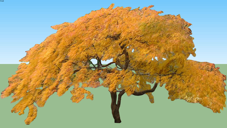 Dissectum maple | 3D Warehouse