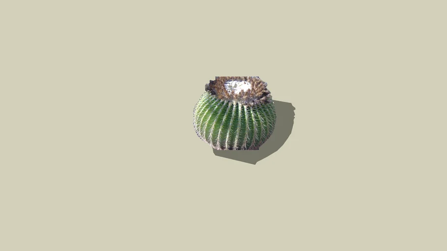 Golden Barrel Cactus | 3D Warehouse
