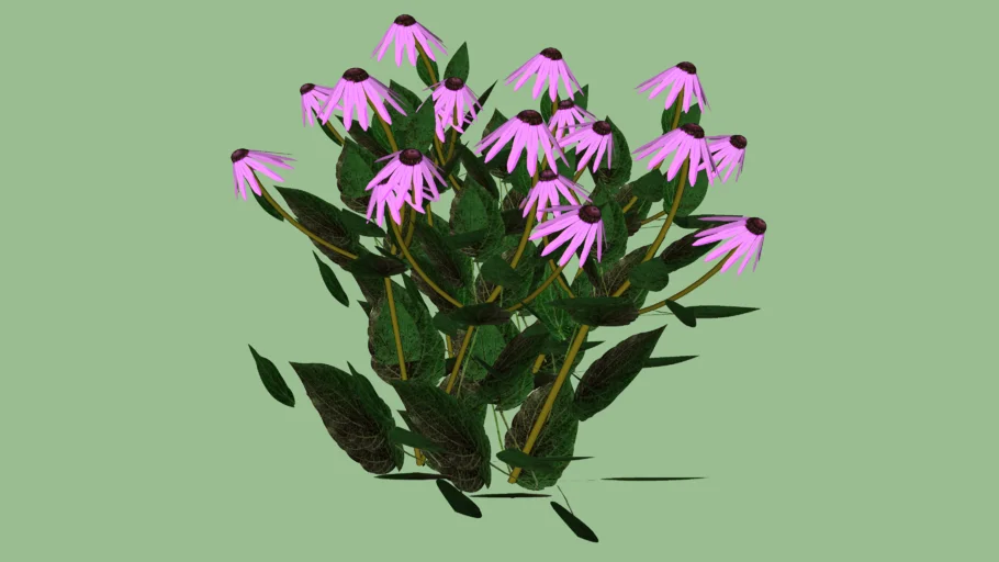 Cone Flowers | 3D Warehouse