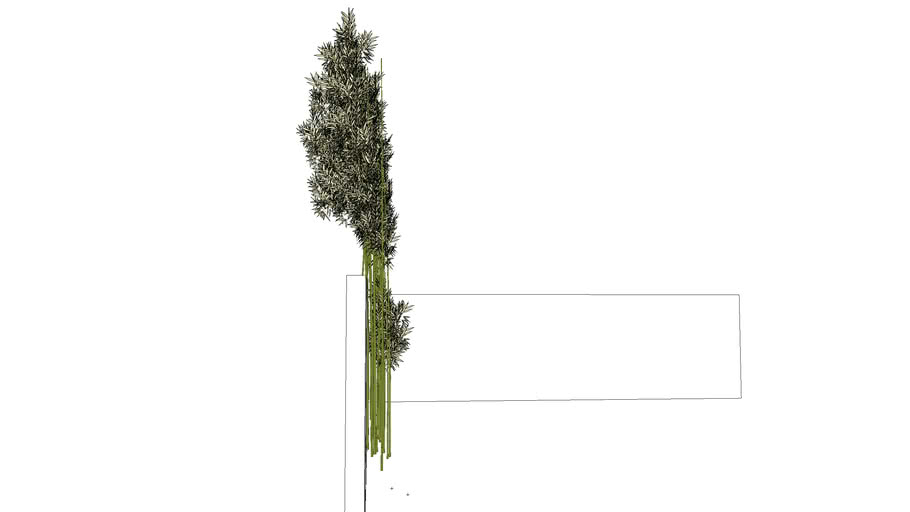 Bamboo Cluster (editable 3D) | 3D Warehouse