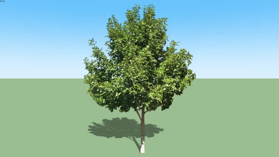2D Tree Arbol M | 3D Warehouse