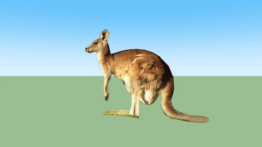Kangaroo | 3D Warehouse