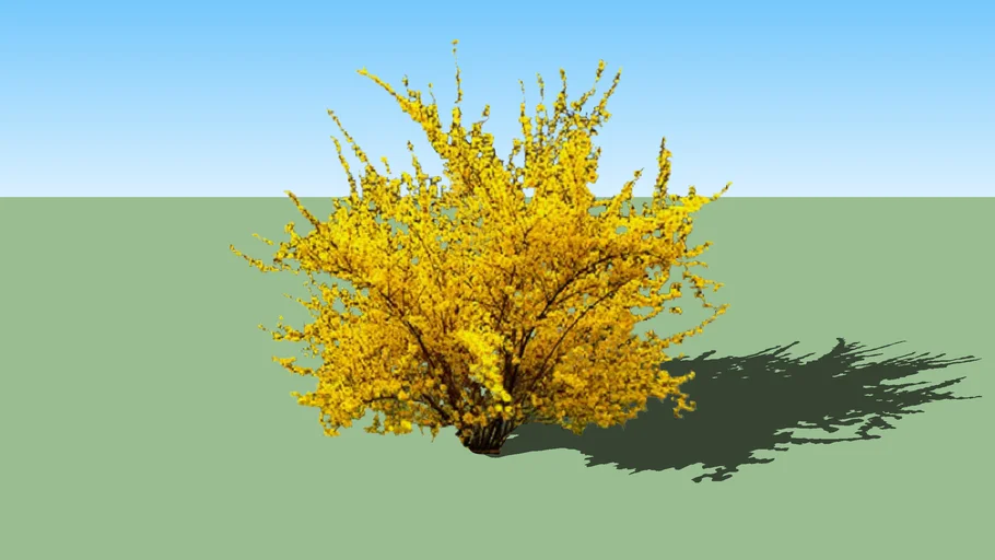 Forsythia ×intermedia 'Spectabilis' | 3D Warehouse