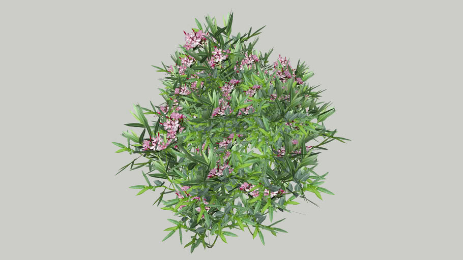 Oleander 3D model | 3D Warehouse