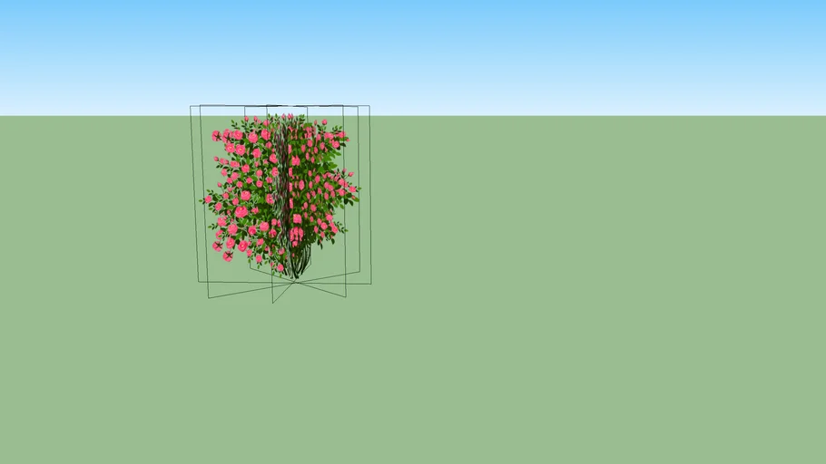 ROSE BUSH | 3D Warehouse