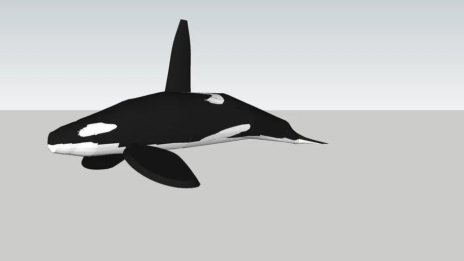 Orca (killer) Whale | 3D Warehouse