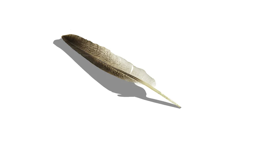 Bird feather | 3D Warehouse