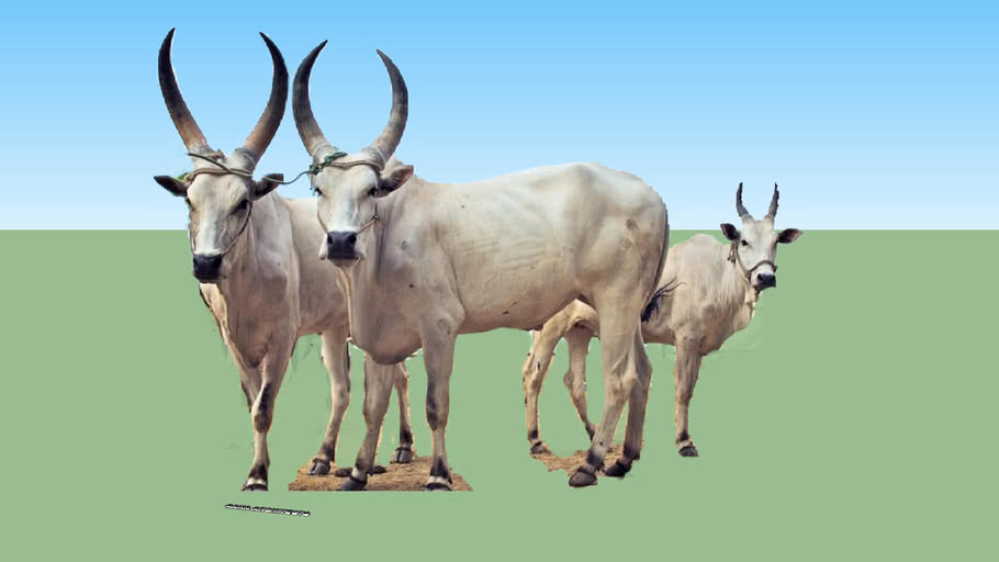 kangayam White Bulls | 3D Warehouse