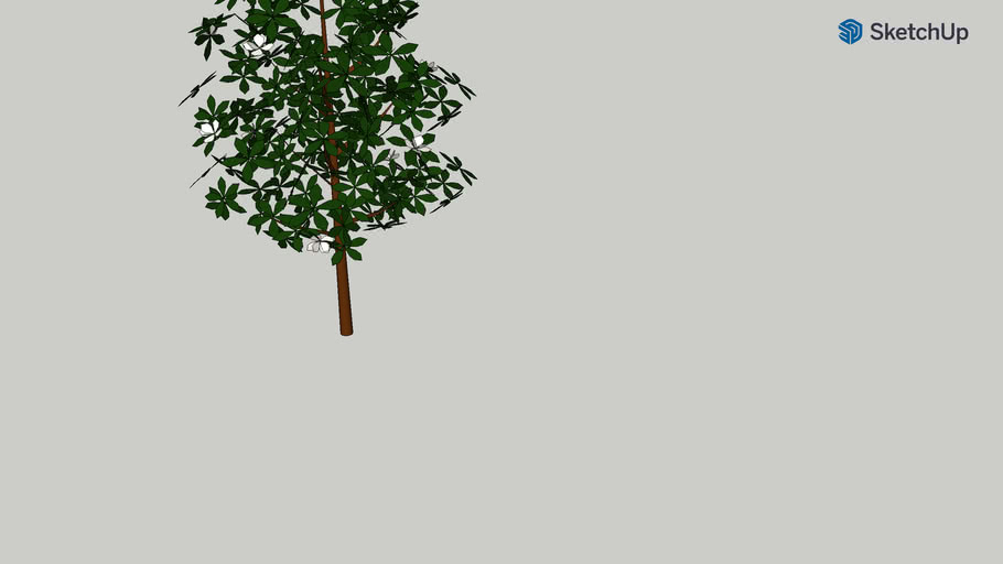 EVERGREEN MAGNOLIA TREE | 3D Warehouse