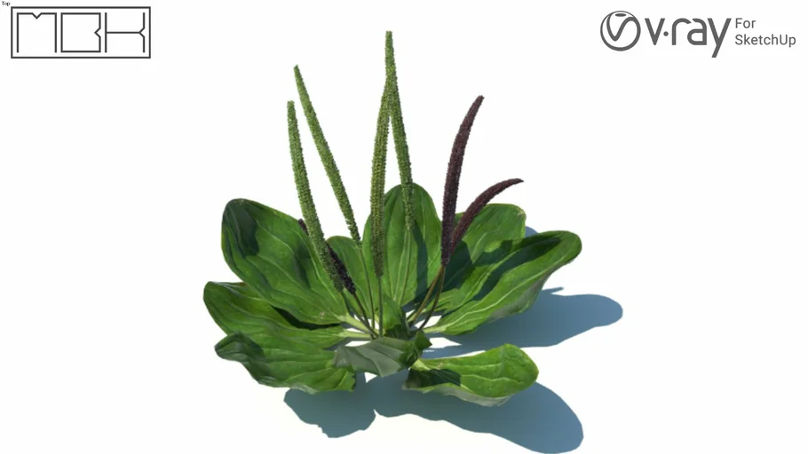 Cây cỏ | 3D Warehouse