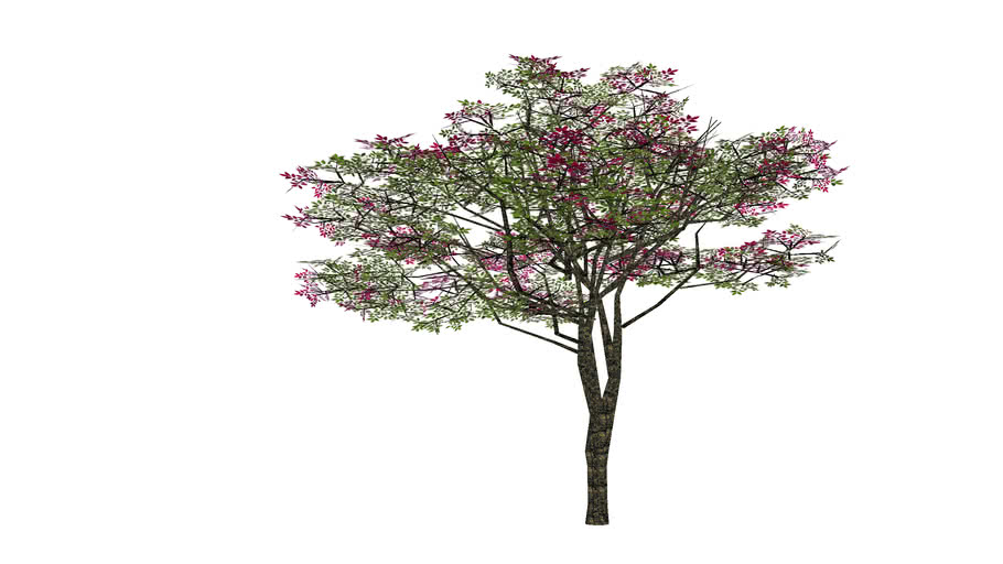 Tree Semarak Api | 3D Warehouse