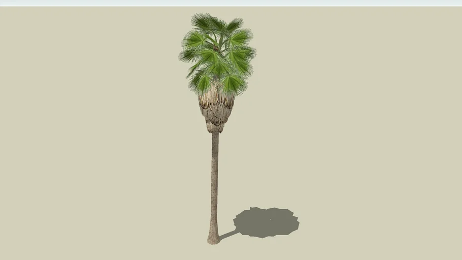 palm tree | 3D Warehouse