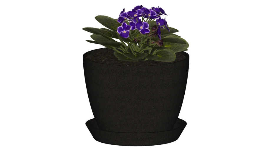 Bi Color African Violet Interior Plant | 3D Warehouse