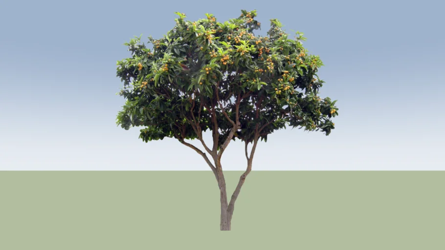 Eriobotrya japonica | 3D Warehouse