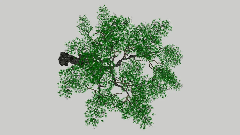 pine tree 2 | 3D Warehouse