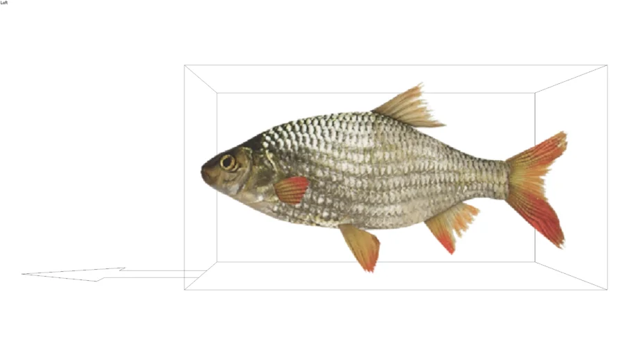 ROCKIT3D Animal 0003 fish | 3D Warehouse