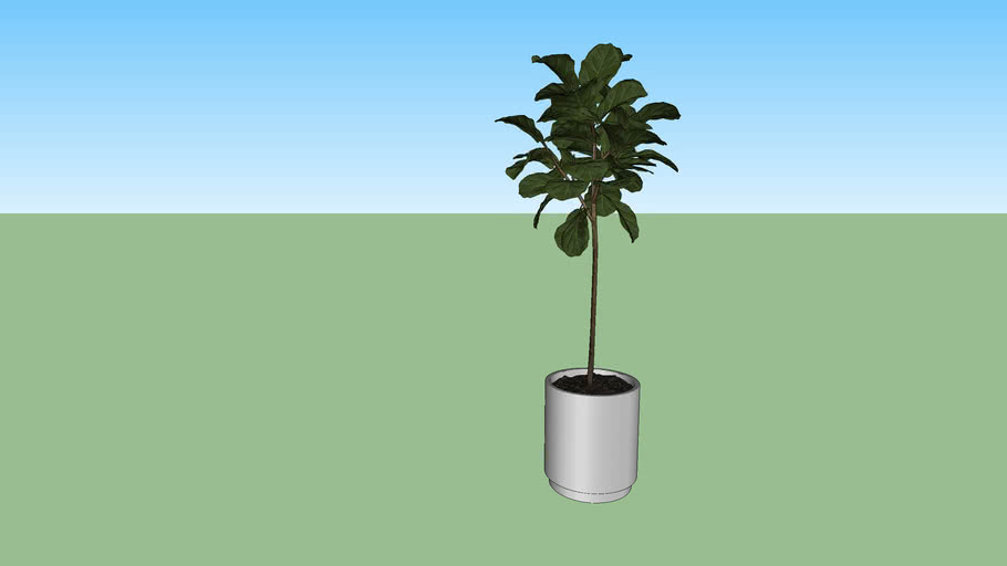 Ficus Lyrata 2 | 3D Warehouse