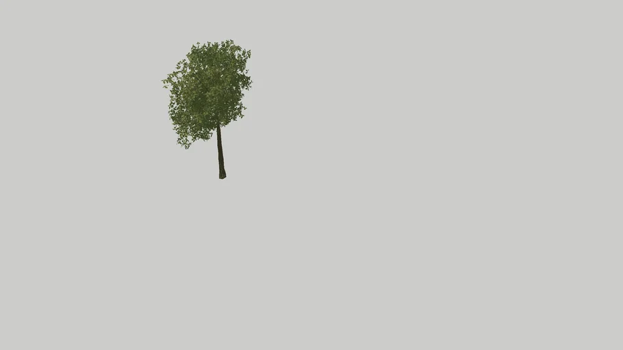 Pleached Tree | 3D Warehouse