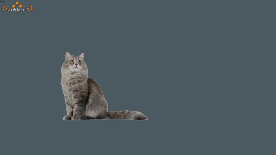 Cat Model | 3D Warehouse