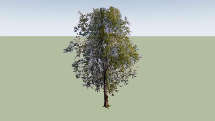 ash tree | 3D Warehouse