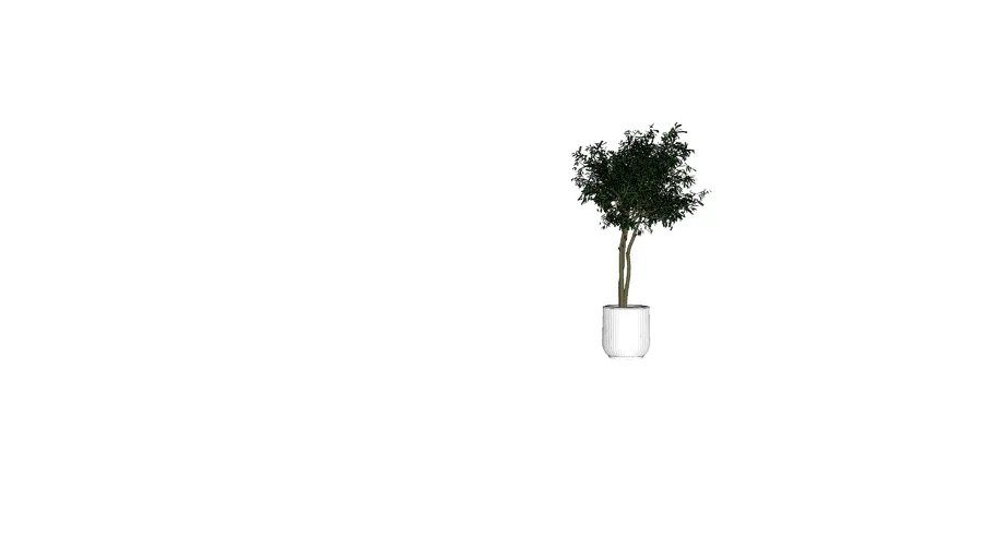 indoor tree | 3D Warehouse