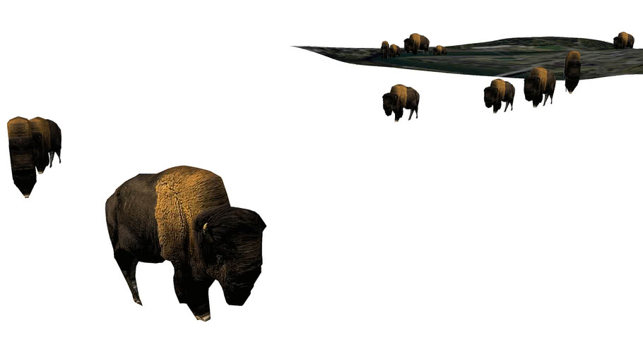 The Great Water Buffalo Migration | 3D Warehouse