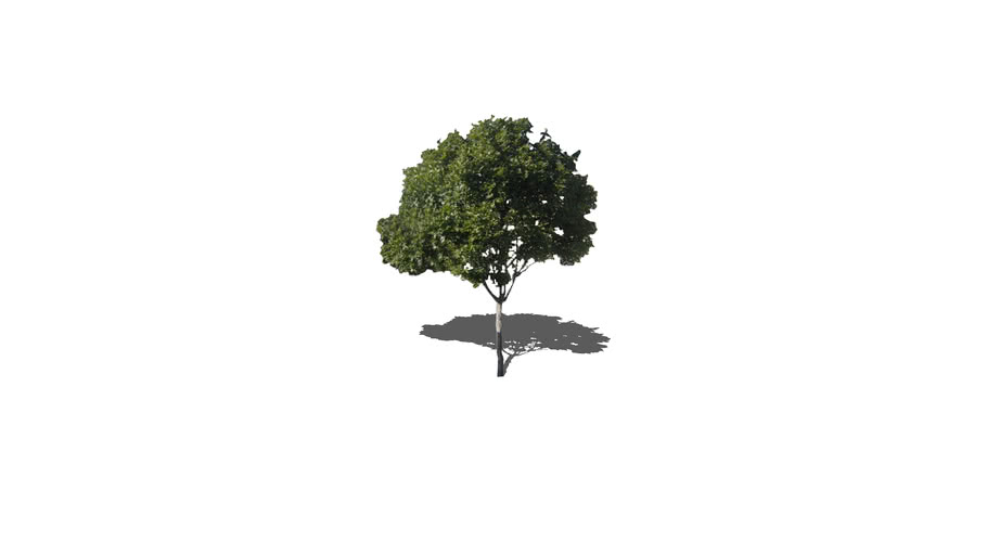 Titoki Tree | 3D Warehouse