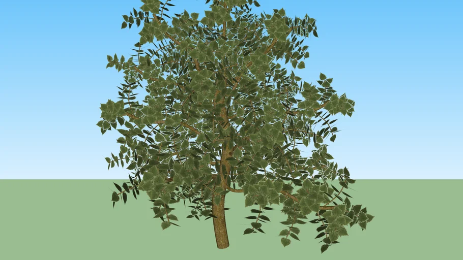 Broadleaf 3 | 3D Warehouse