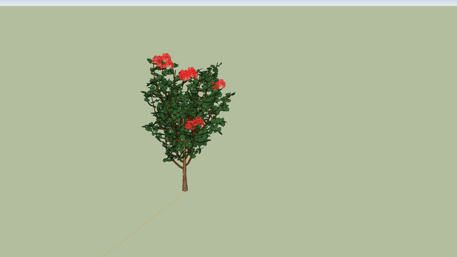 Ixora | 3D Warehouse