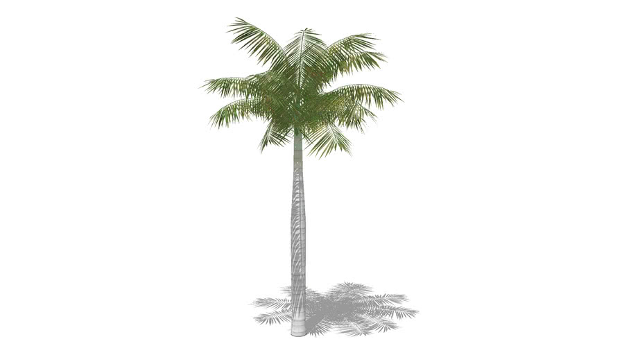palm tree 004 | 3D Warehouse