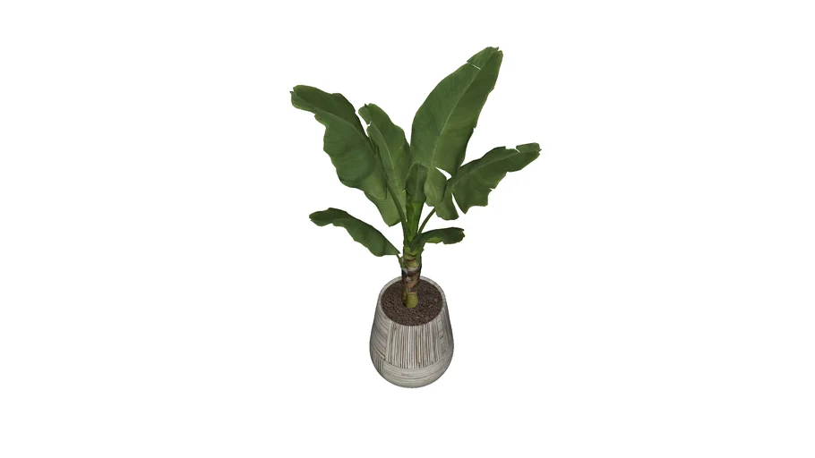 Bop Plant | 3D Warehouse