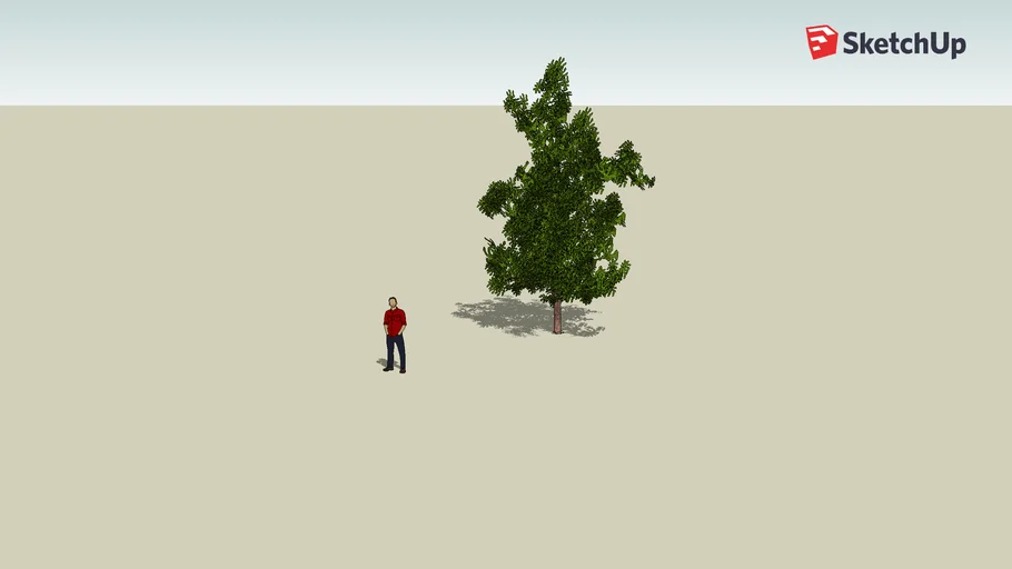 Small Maple 3D | 3D Warehouse