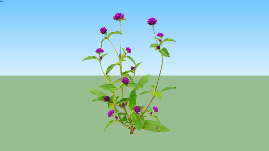 Bunga Kancing Ungu | 3D Warehouse