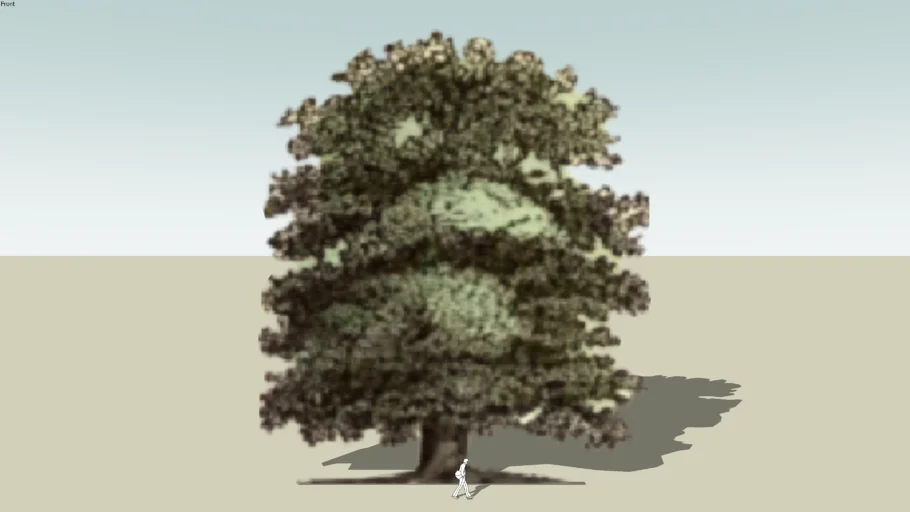 Tree_Elm_Ulmus campestris (Pixel) | 3D Warehouse