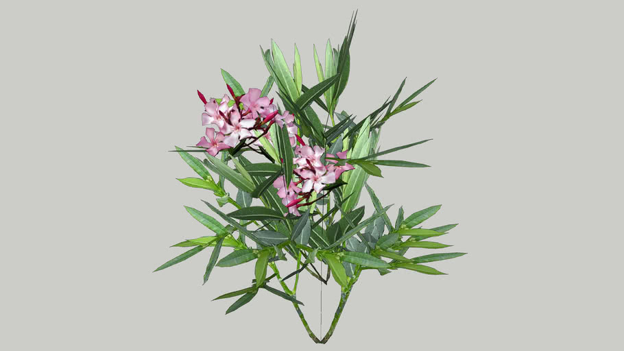 Oleander 3D shrub | 3D Warehouse