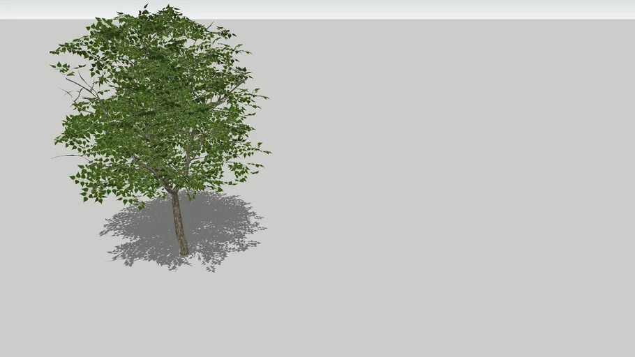 Baum 190117 01.skp | 3D Warehouse