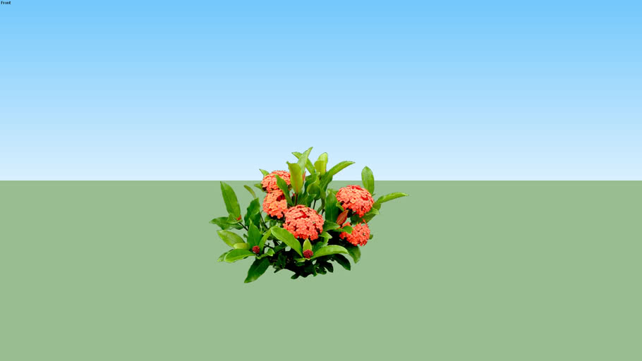 ixora | 3D Warehouse