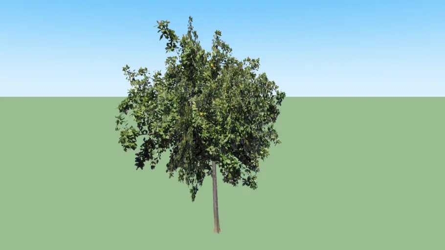 Maple Tree | 3D Warehouse