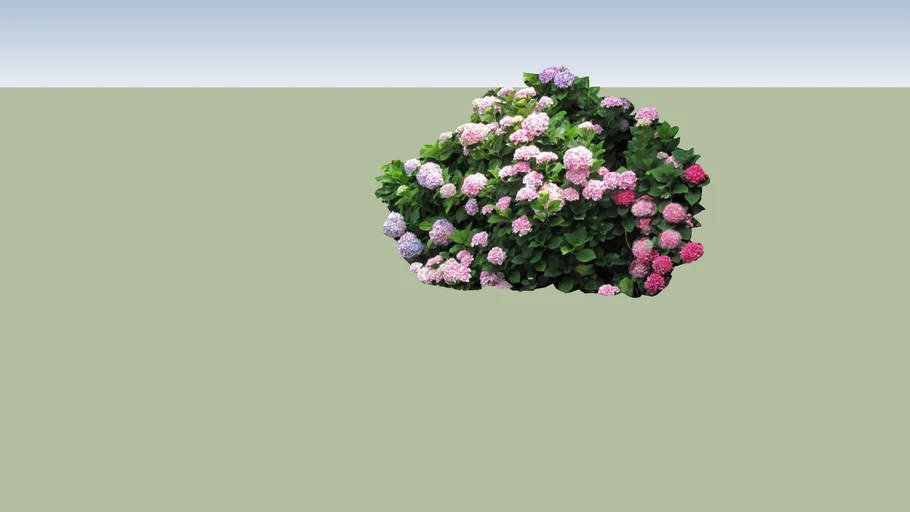 Hydrangea macrophylla 'Endless Summer' | 3D Warehouse