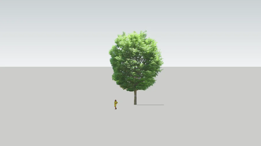 trees | 3D Warehouse