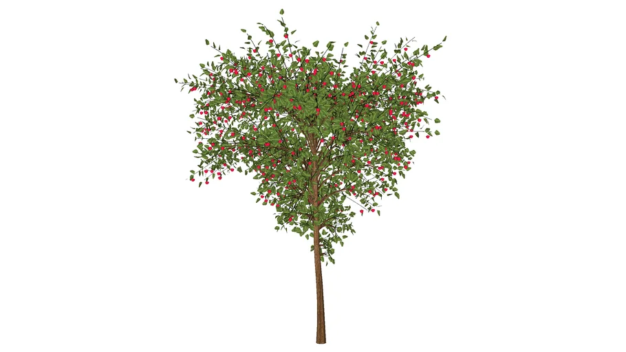 tree | 3D Warehouse