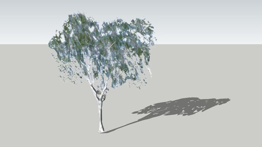 Acacia willardiana | 3D Warehouse