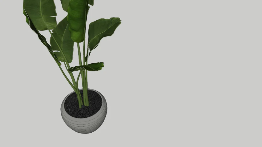 banana tree | 3D Warehouse