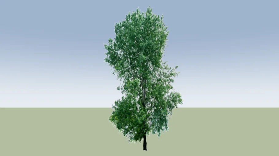 Bur Oak Tree | 3D Warehouse