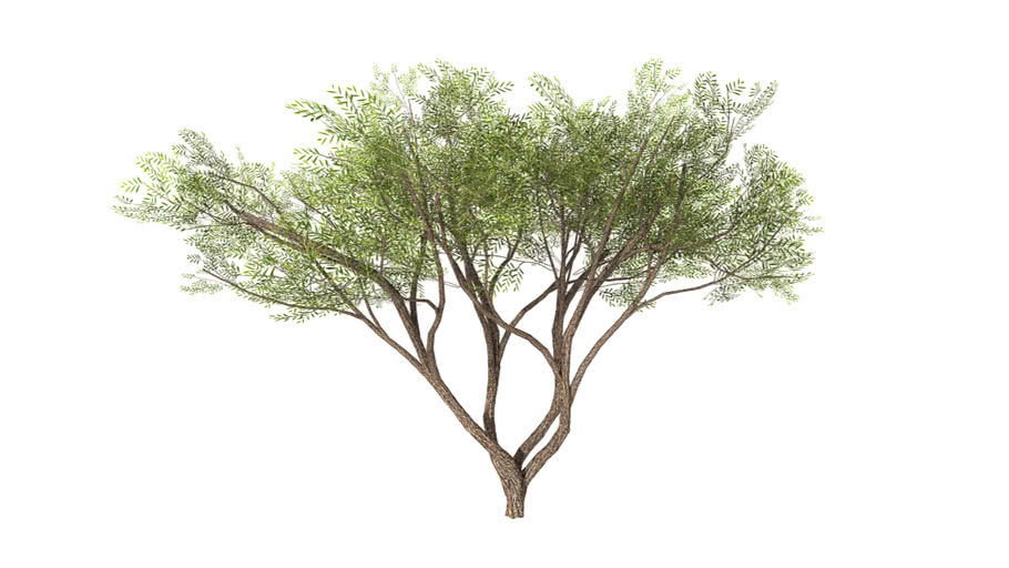 acacia.skp | 3D Warehouse