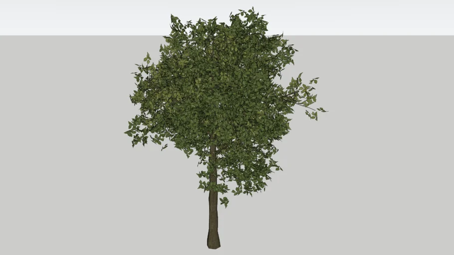 Ficus Tree | 3D Warehouse